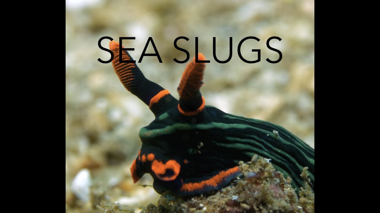 2 Minutes and 12 Sea Slugs - YouTube