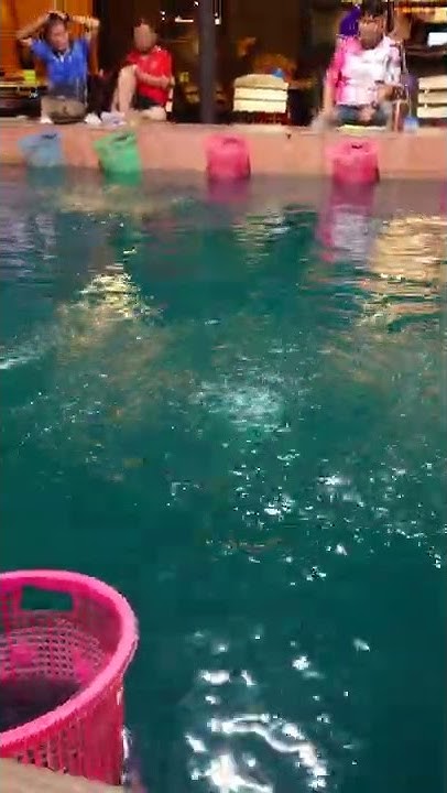 エビの釣り堀 1時間100バーツで海老つり放題 Shorts Bangkok バンコク名物 Youtube