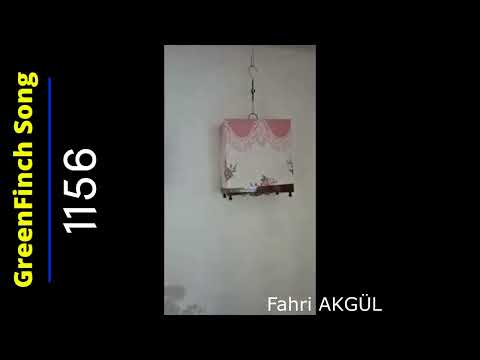 Flurya Kuşu Ötümü 1156