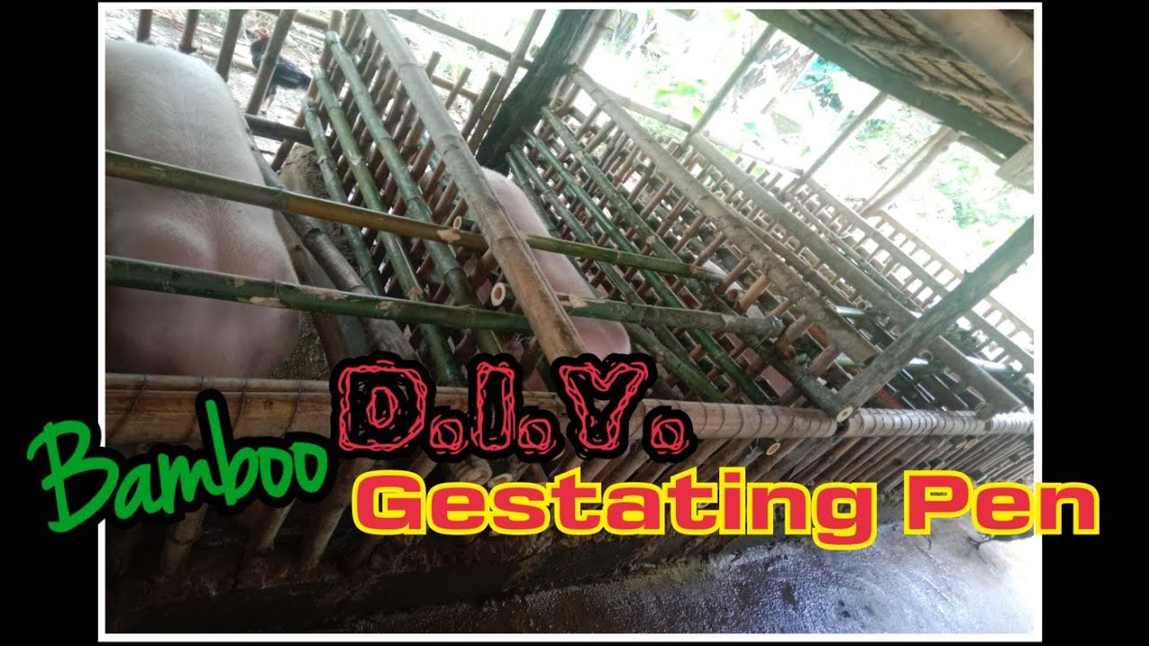 Bamboo D.I.Y. Gestating Pen - YouTube