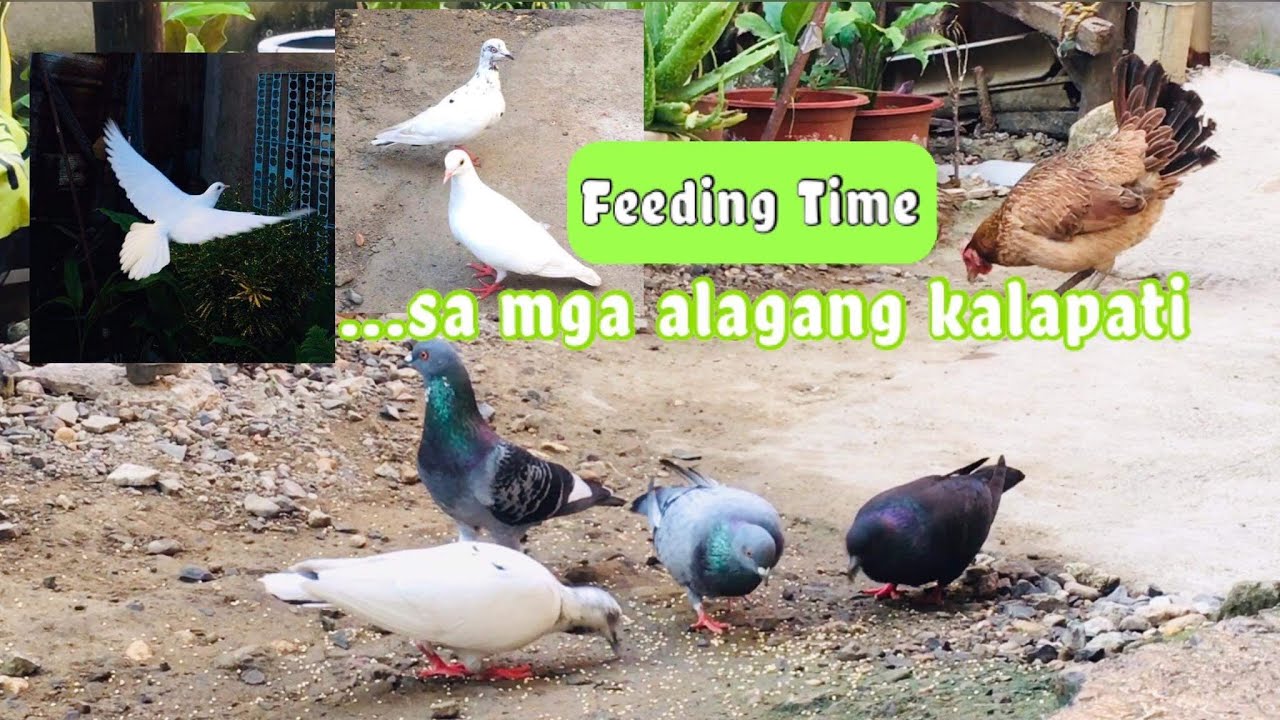 Ang Buhay ng mga Kalapati - YouTube