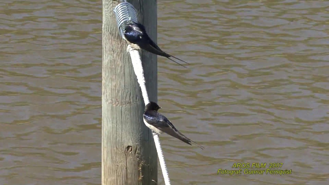 LADUSVALA Barn Swallow (Hirundo rustica) Klpp - 2108 - YouTube