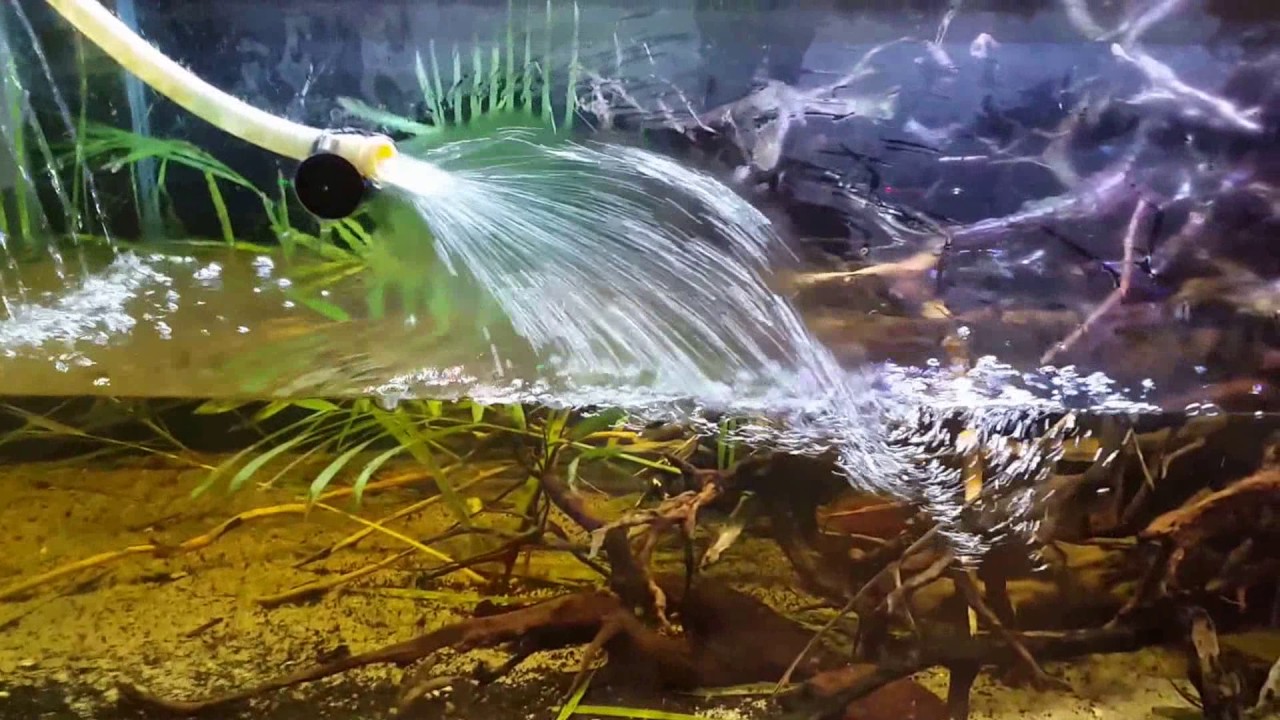 A Water Change Experiment to induce breeding - YouTube