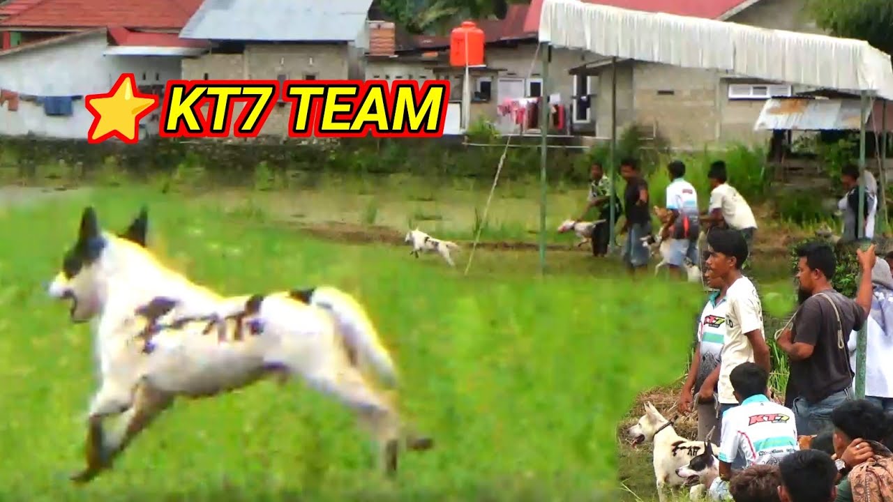 ⭐KT7 TEAM Buru Semi Alek Galapuang Pangian Lintau - YouTube