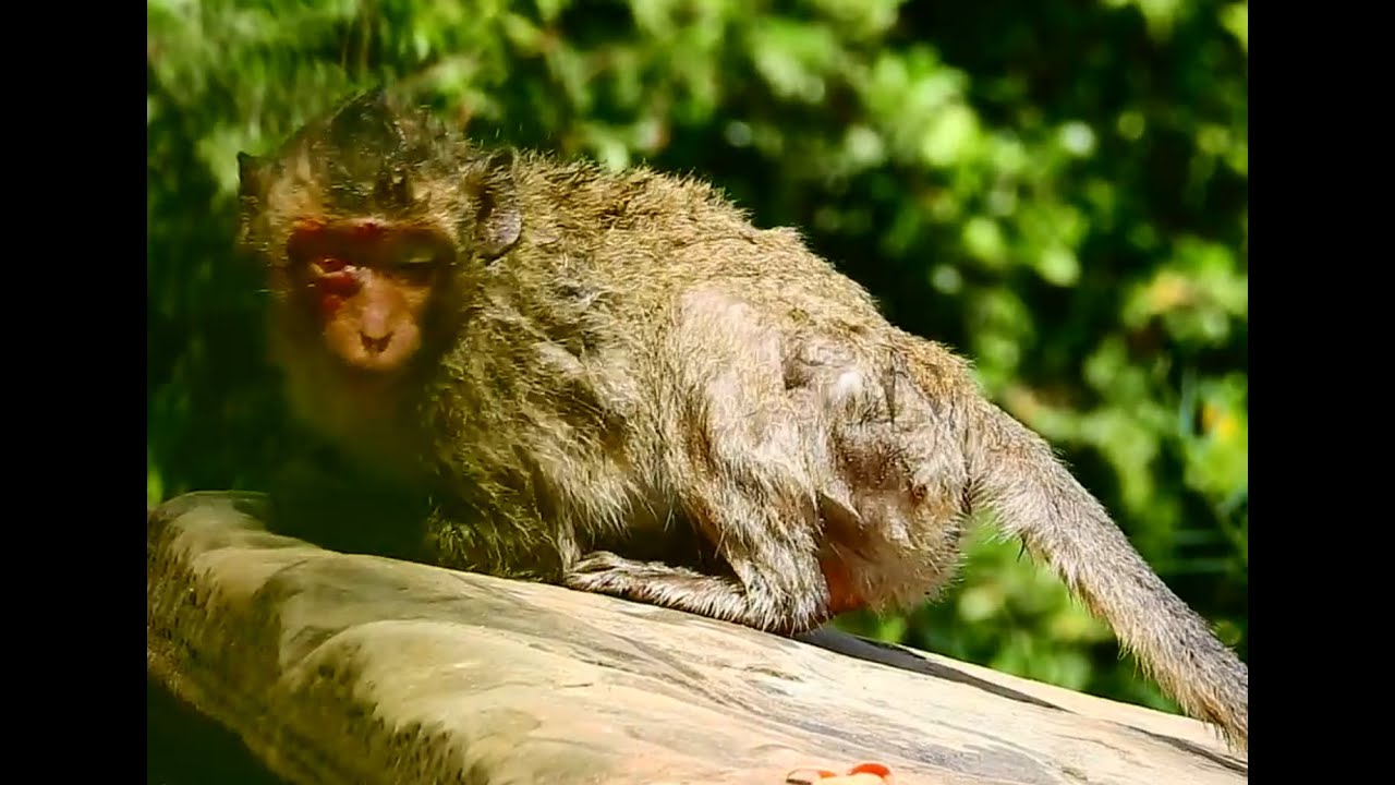 help baby monkey Jessie immediately from fighting of Dolly, She fight ...