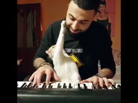 Super maraqlı Piano musiqi ve Pişik