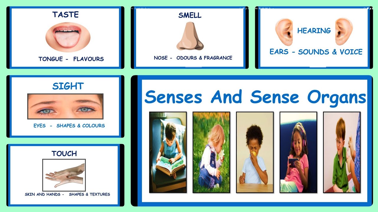 Five Senses and Sense Organs #learningvideos #senseorgans - YouTube