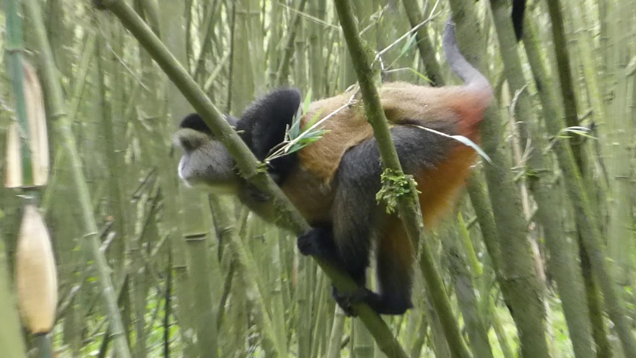 Endangered Golden Monkeys in Rwanda - YouTube