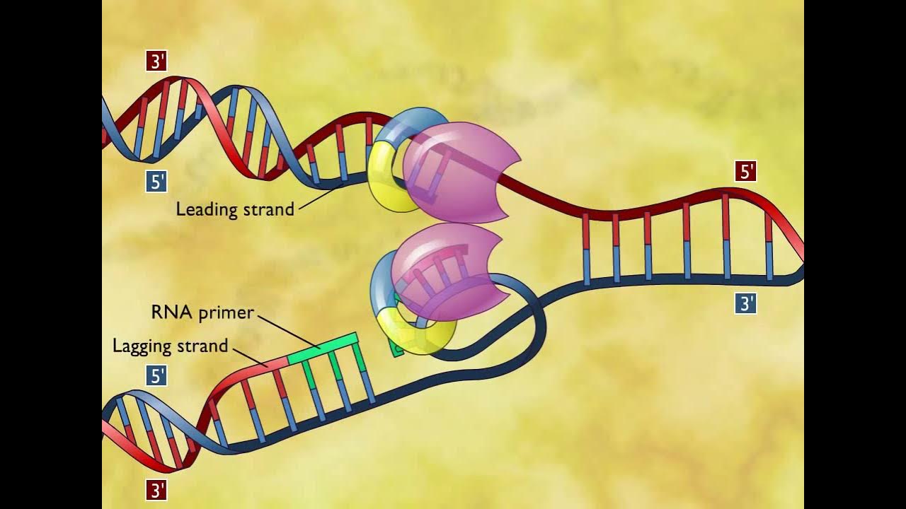 DNA Replication 3D Animation - YouTube
