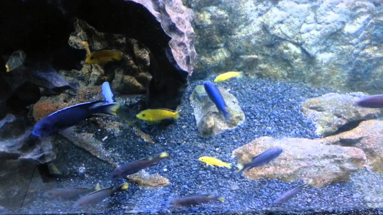 African mbuna cichlids - 8 months - YouTube