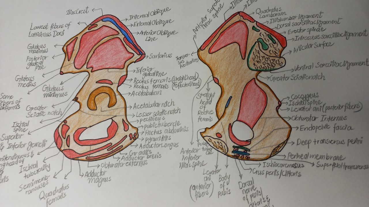 Sketch of Muscle Attachments on Right hip bone| Sketch| drawing| How to ...