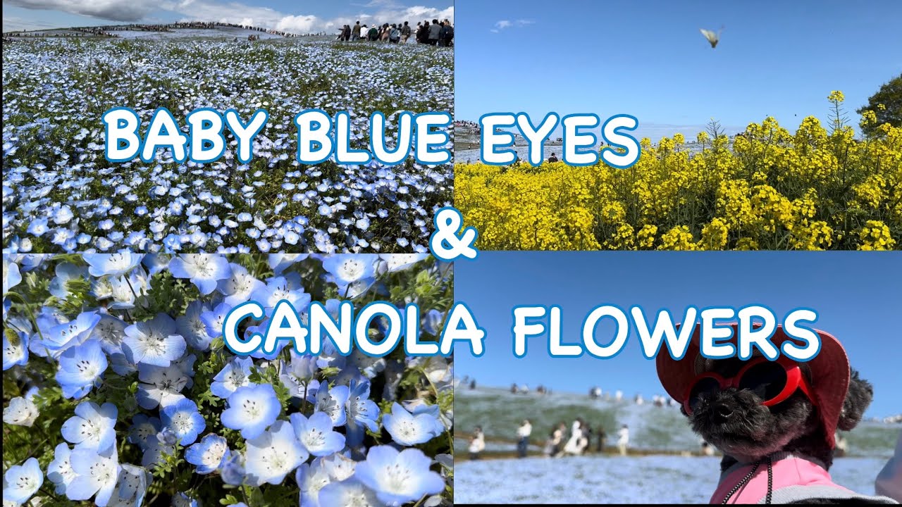 BABY BLUE EYES & CANOLA FLOWERS (ひたち海浜公園 見頃突入)💕🐶 - YouTube