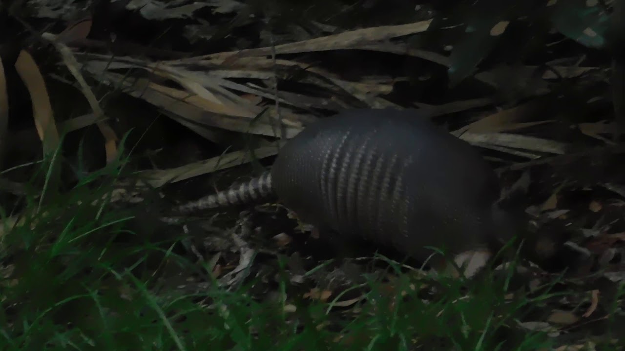 Armadillo at the Fort. - YouTube