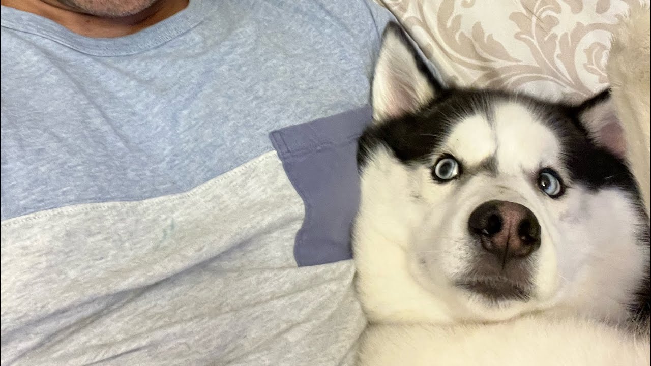 My goofy pet #husky over the years #loki #huskyhowling #siberianhusky # ...