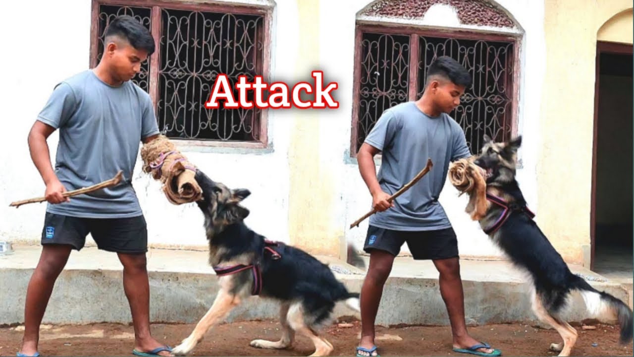 Dog Attack Man Training || Aggressive Dog Attack Training || German ...