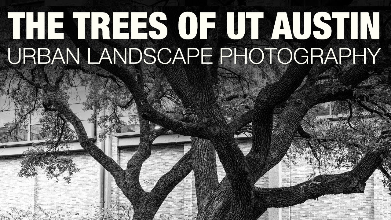 Photographing the Beautiful Trees of UT Austin - Urban Landscapes and a ...