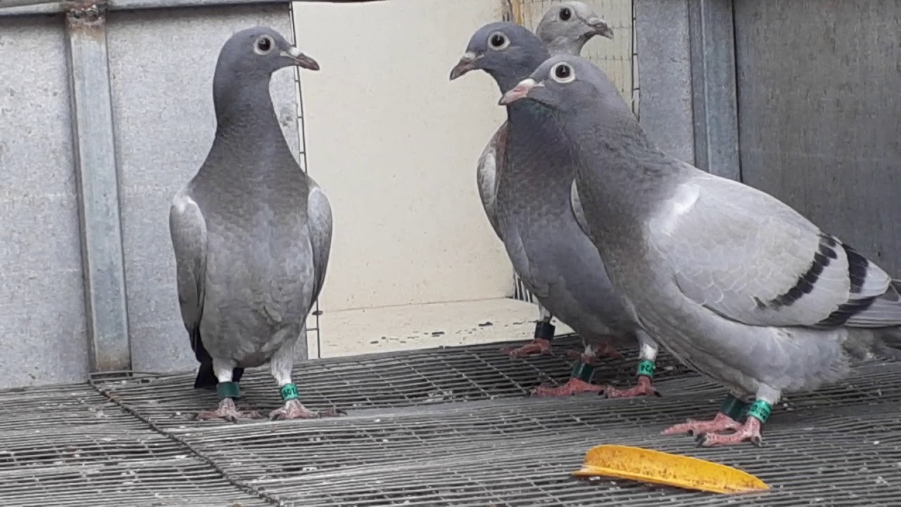 Los pichones 21 abril 2020 difrutenlo - YouTube