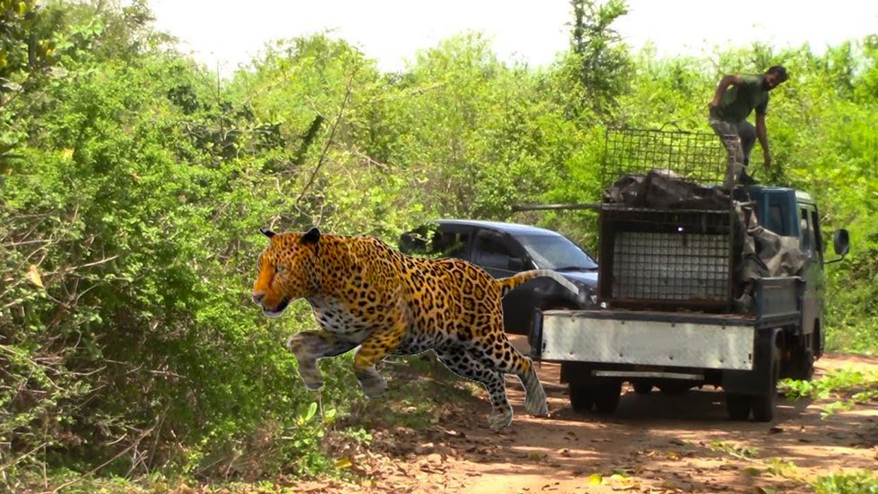 Saving the life of a trapped leopard and releasing it into a wildlife ...