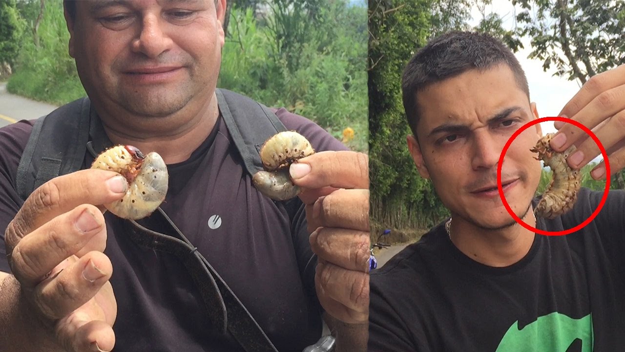 ME COMO UN GUSANO MOJOJOY - TATTOXTREME - YouTube