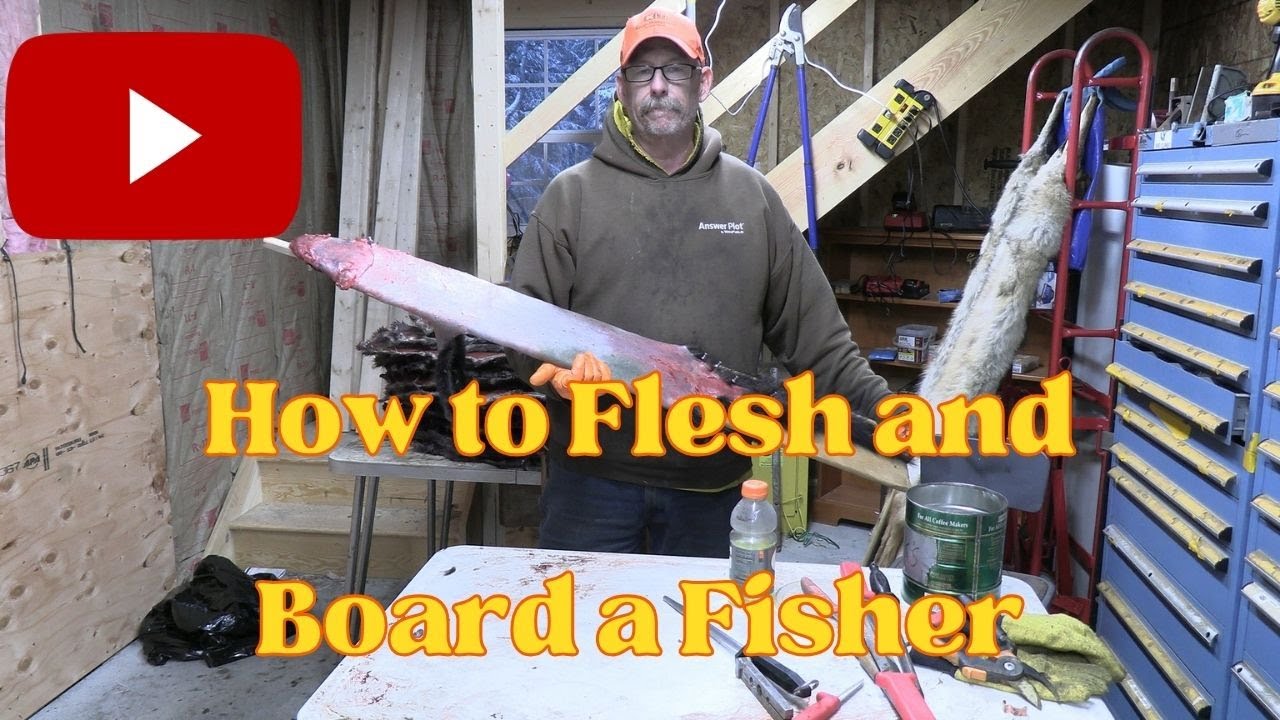 How to Flesh And Board A Fisher - YouTube
