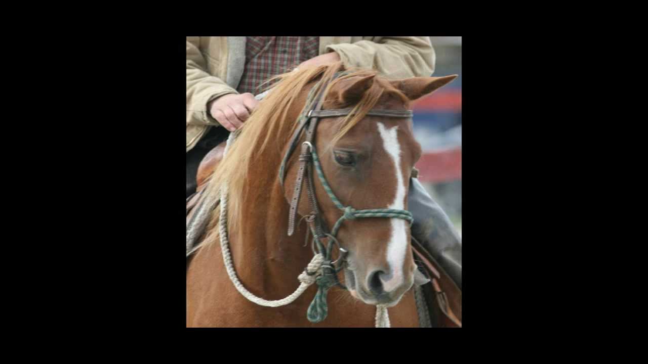 The Ballad of a Mustang called Cheyenne - YouTube