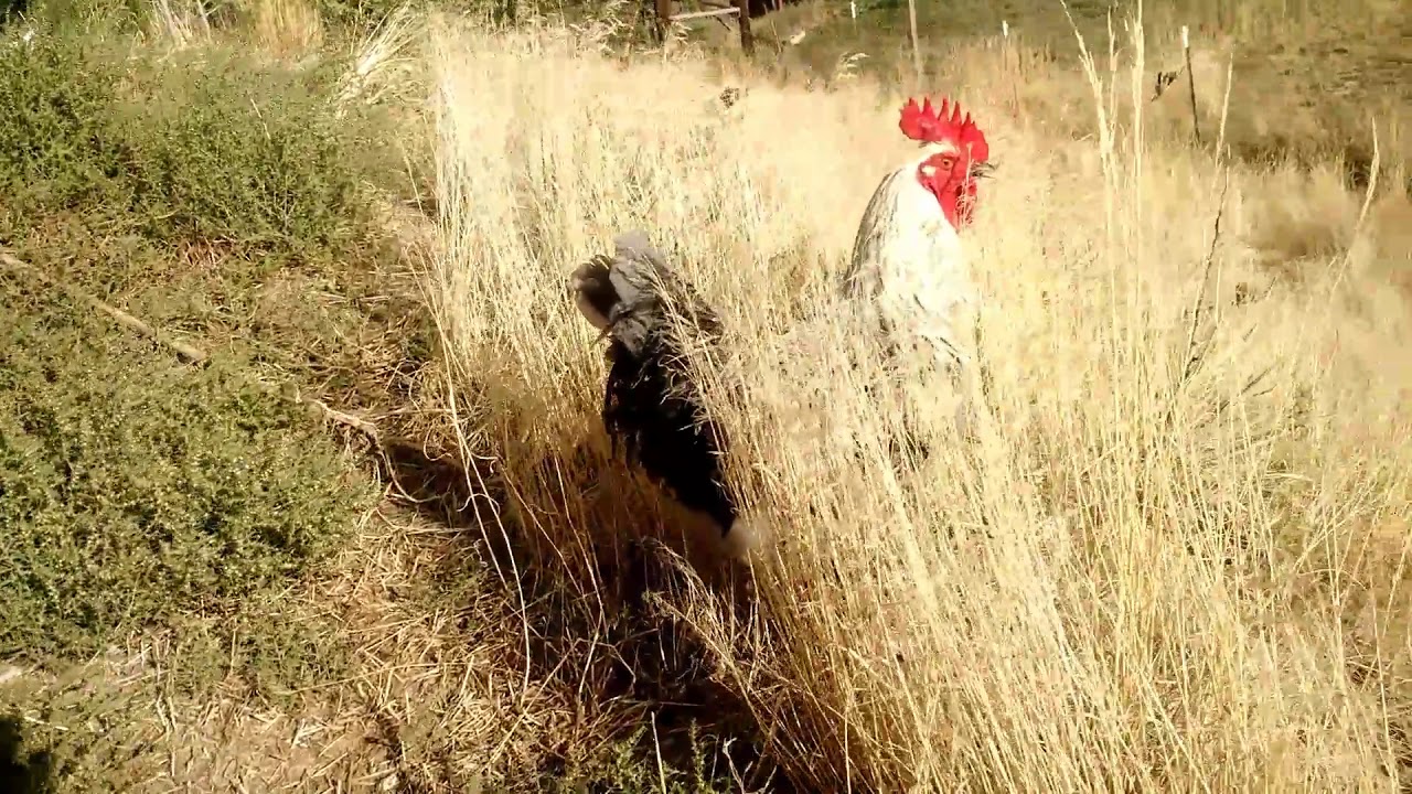 Silver Blue Birchen Marans, Handsome. - YouTube