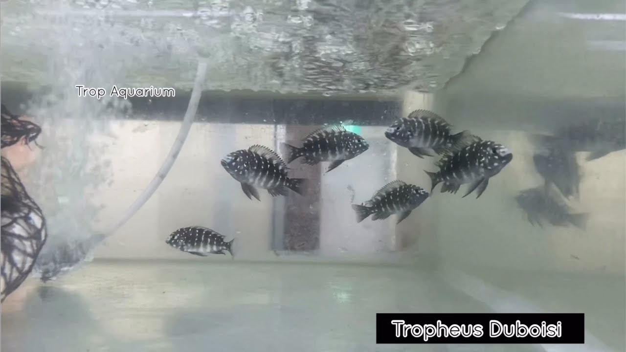 Tropheus Duboisi (White-Spotted Cichlid) - YouTube