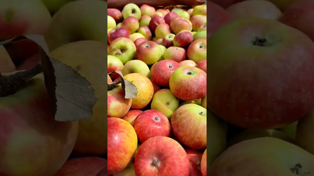 Apple 🍎 Rs.100/- Only | सेब | #apple | #shorts - YouTube