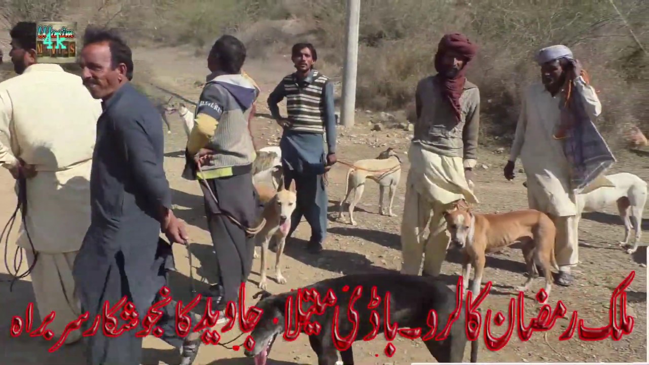 Just #Hunters | #Wild Boar Hunting |PAKISTAN | #Shekar | HD Videos ...