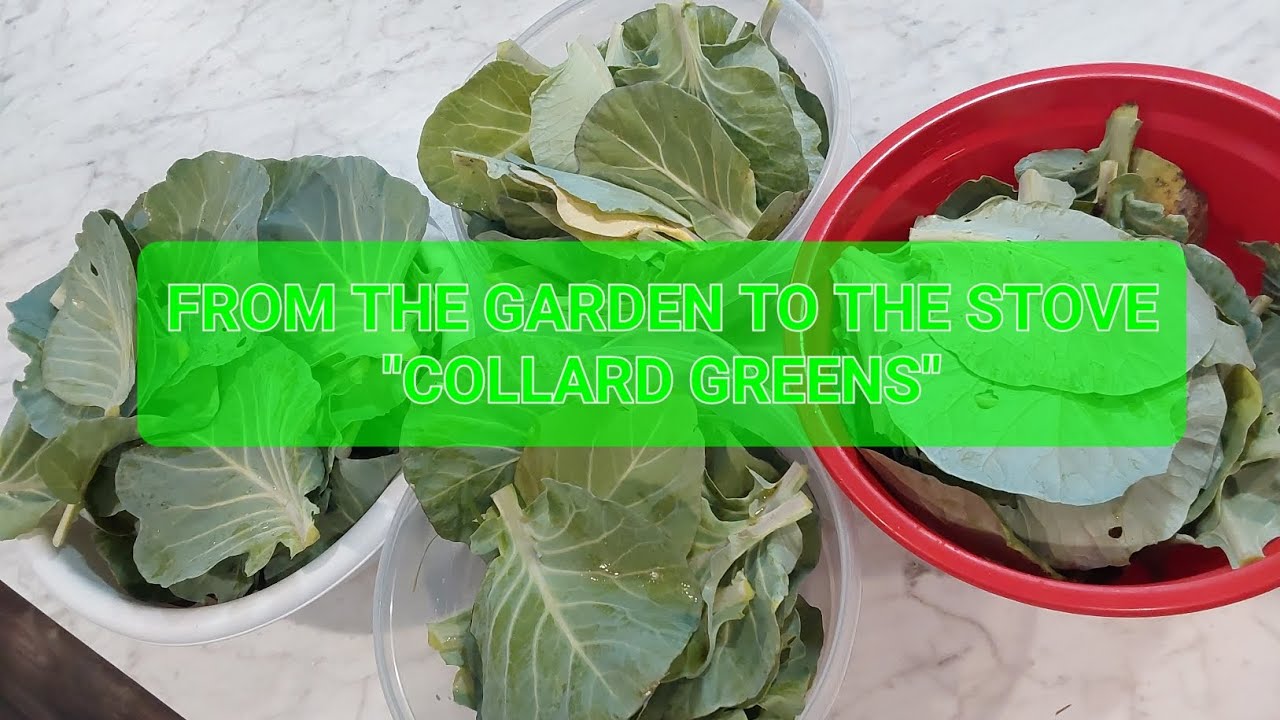 (From The Garden To The Stove) "COLLARD GREENS" - YouTube