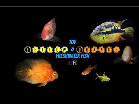 Top Yellow & Orange Freshwater Fish (YSFC) - YouTube