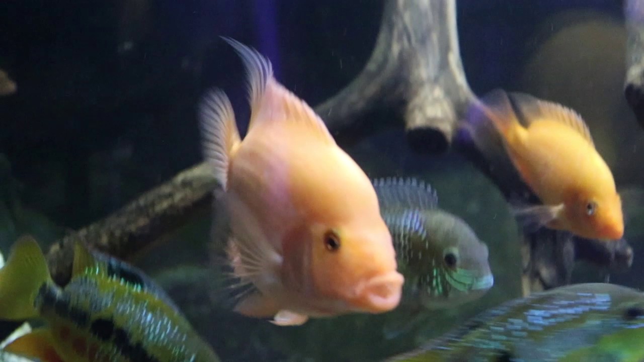 Top Yellow & Orange Freshwater Fish (YSFC) - YouTube