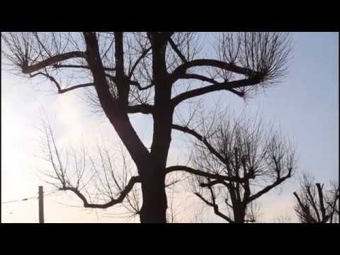 Aoife Blake : Harp : Casadh Timpeall - Murphy's Wallet - YouTube