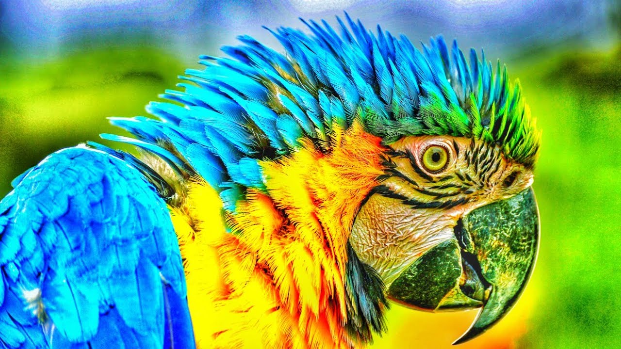 It is the most beautiful bird in the world || Parrot Bird || With Cute ...