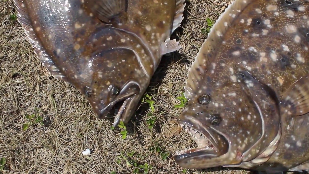 Fluke / Flounder Fish Mounts by Marine Creations Taxidermy - YouTube