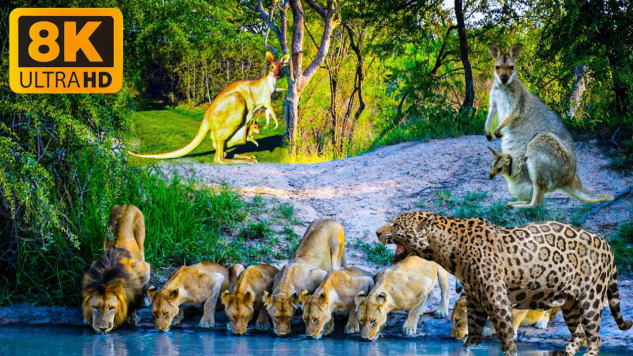 4K(ULTRA)HD African Jaguar : The Most Beautiful Animal Moments in ...