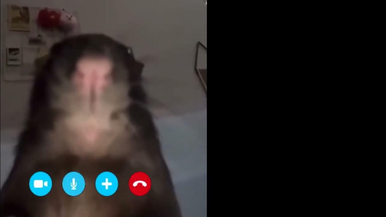Rat Skype calls hamster - YouTube