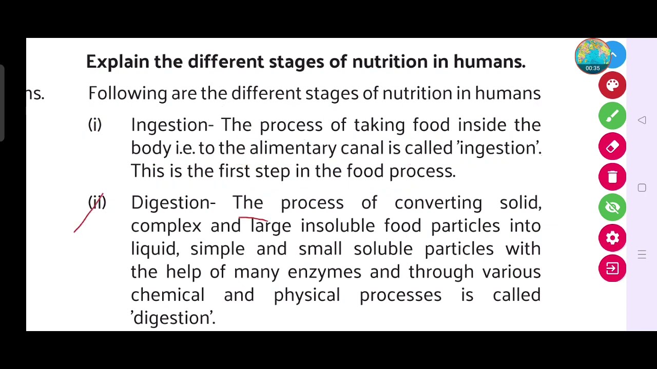 Explain the different stages of nutrition in humans. - YouTube