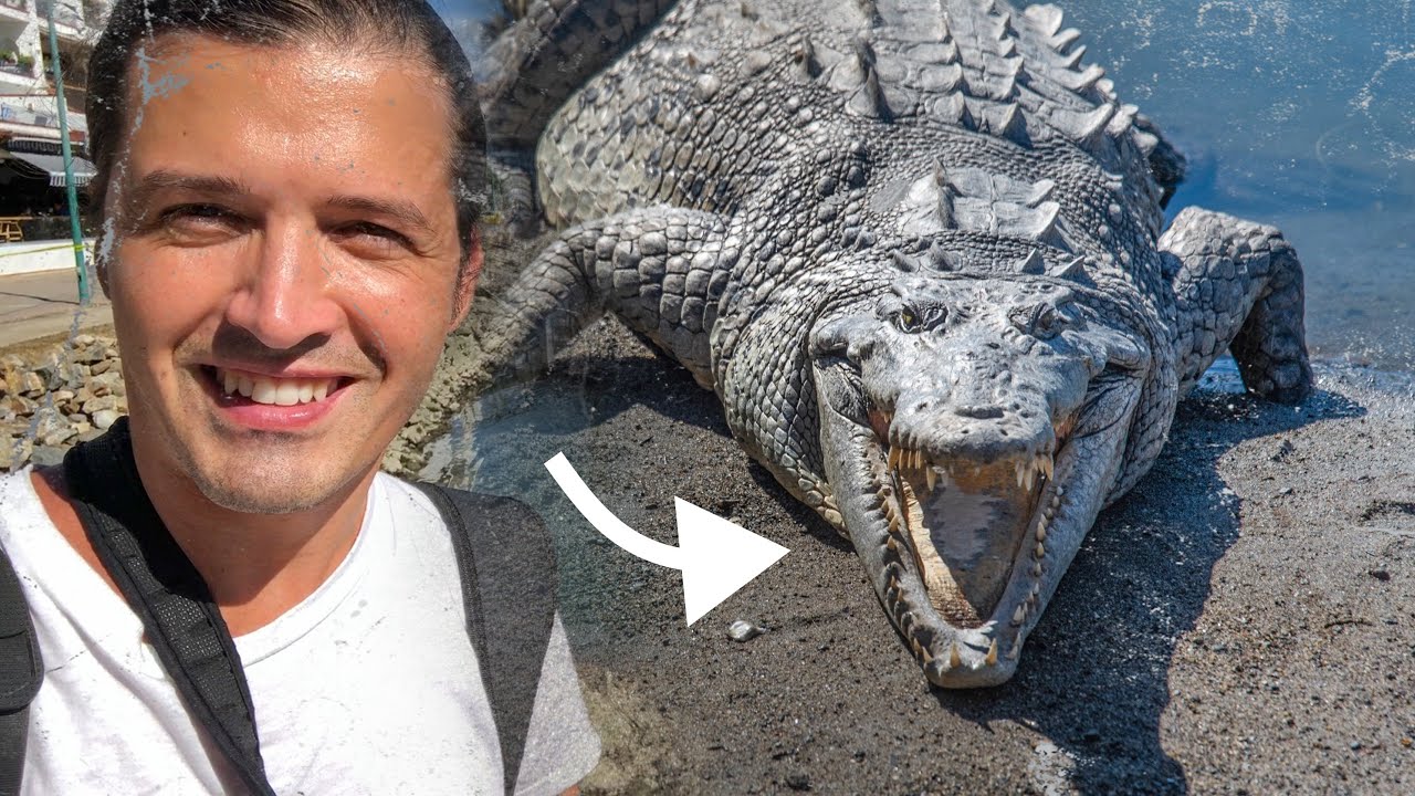 MEXICO, CROCODILE at the Marina (American Crocodile) - YouTube