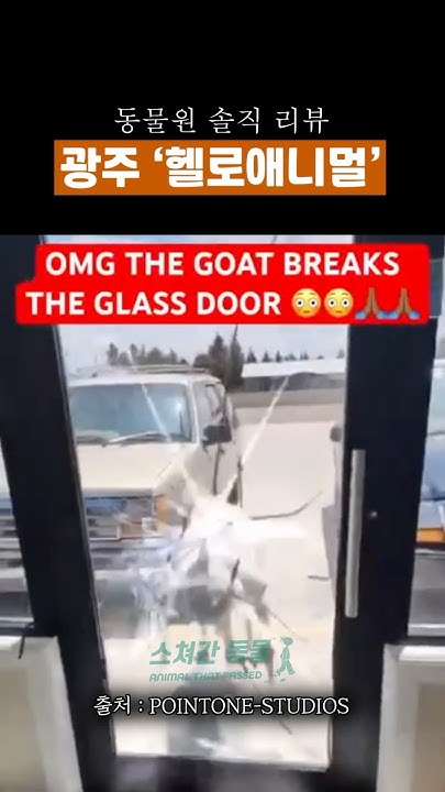 💥🐐 박치기 동물을 유리 사육장에? #shorts #쇼츠 #리뷰 #review #goat - YouTube