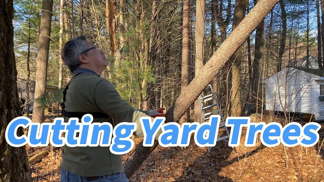 Cutting Backyard Trees - YouTube