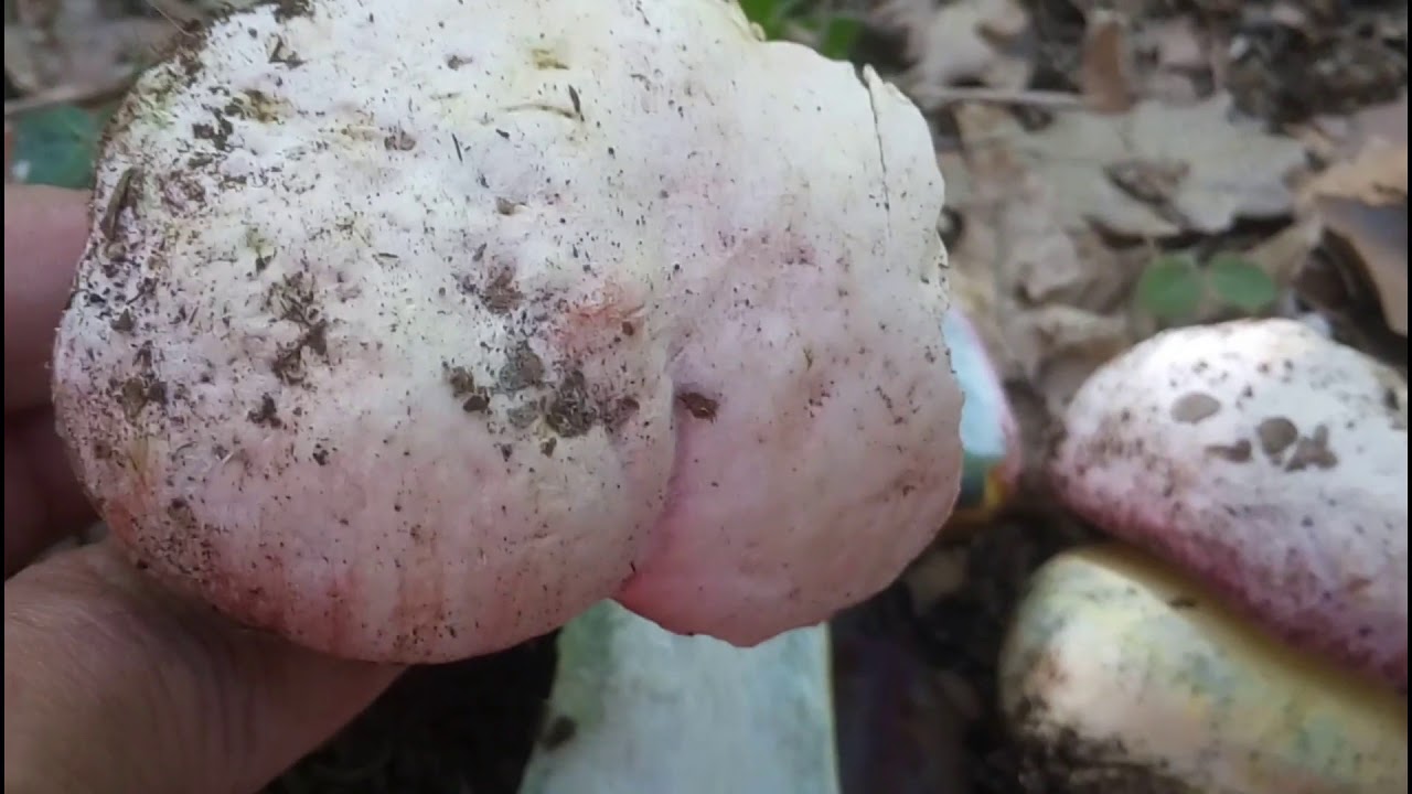 Bolet bleuissant : Boletus pulchrotinctus (Bolet joli) - YouTube