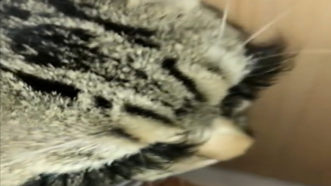 Ok purrr 💅 - YouTube