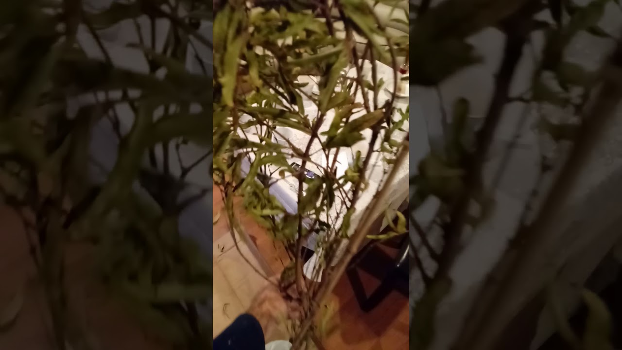 Dead pomegranate tree DOA - YouTube
