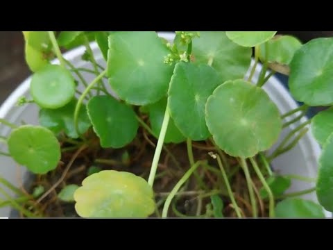 Beautiful plant pennywort(coin plant, dollar plant ) .Single leaf se ...