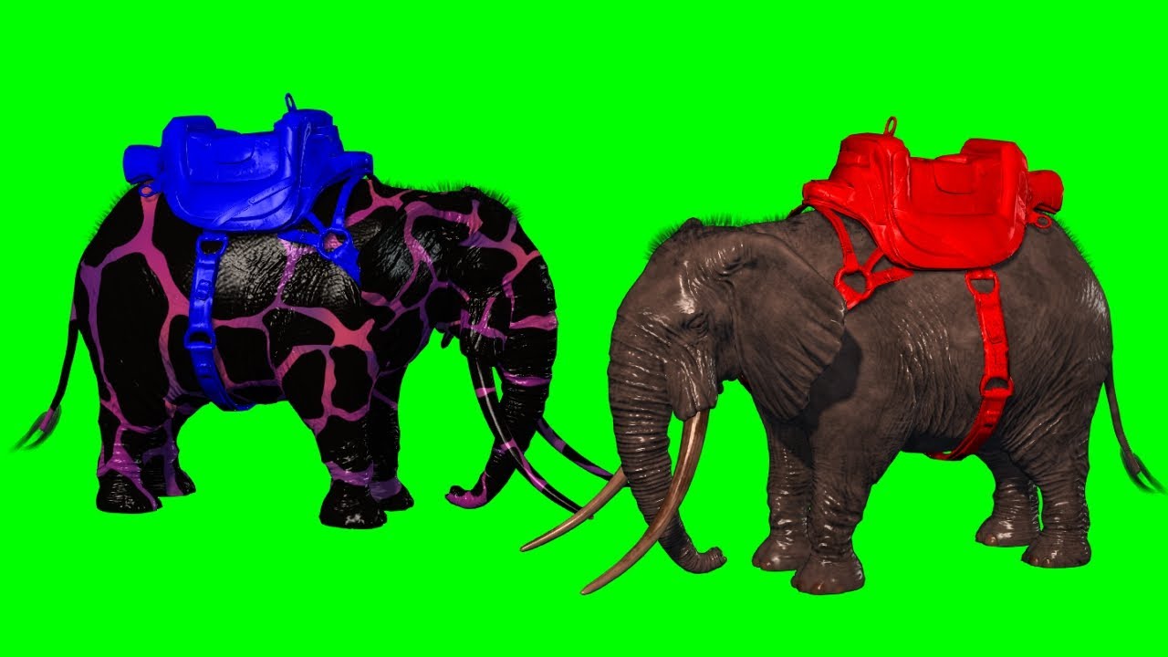 Indian Elephant, run, walk, attack, poop and tired II Indian Elephant ...