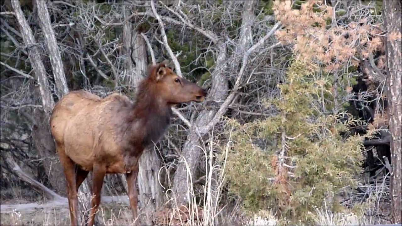 Is There Moose In The Grand Canyon at Arthur Popp blog