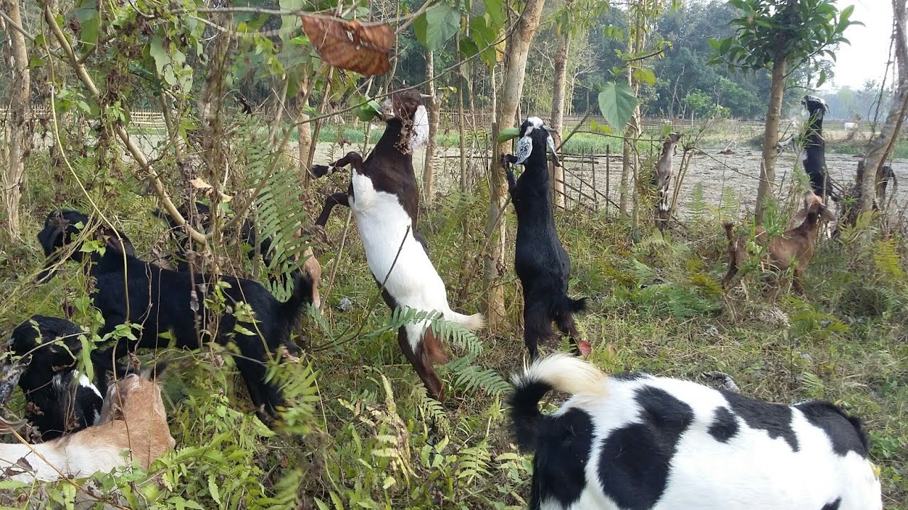 goat farming in assam - YouTube