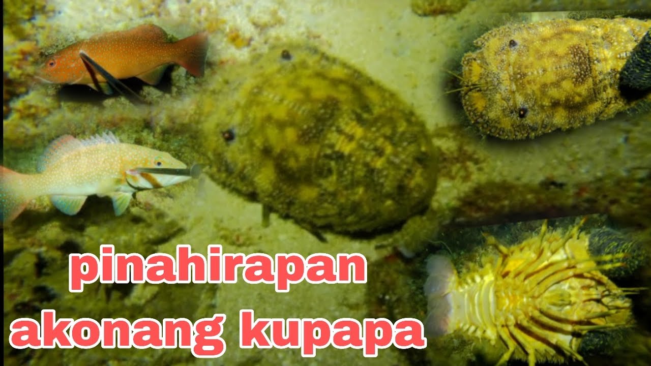 EP108 pinahirapan akonang kupapa night sperfishing philippines - YouTube
