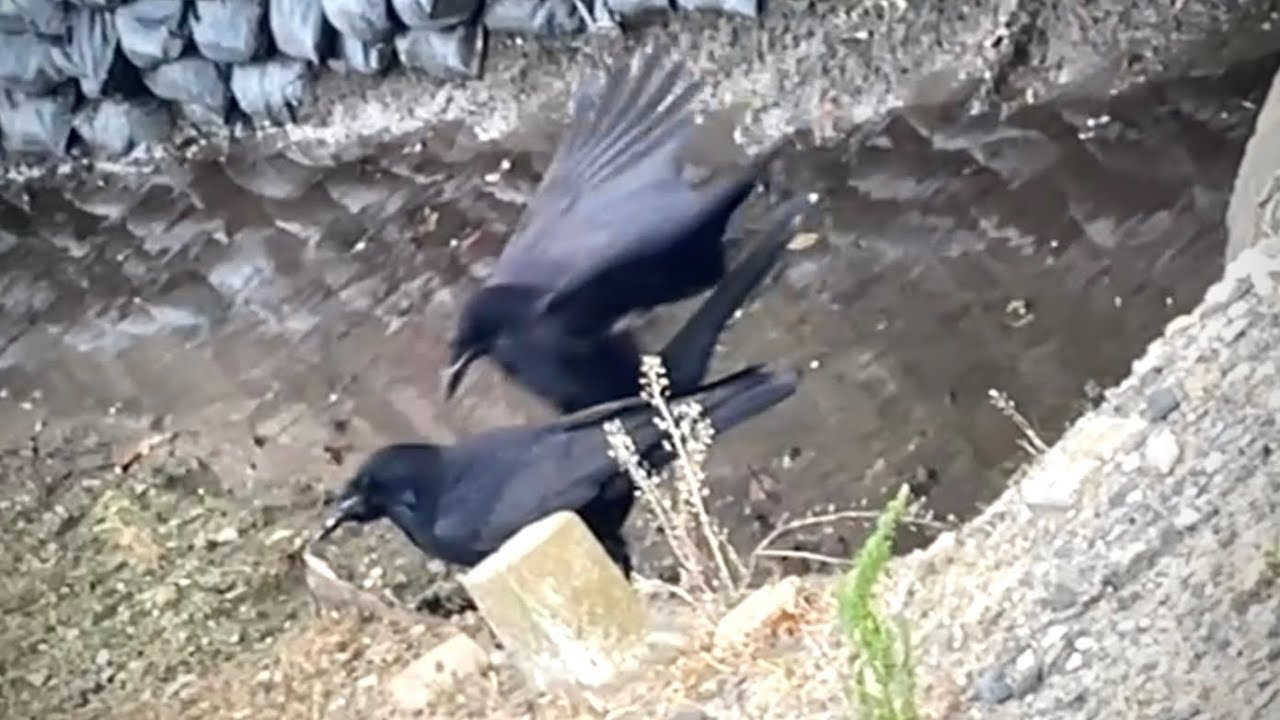 𓄿 2023년 4월 29일 1 Two crows eating prey ,カラス,까마귀 - YouTube